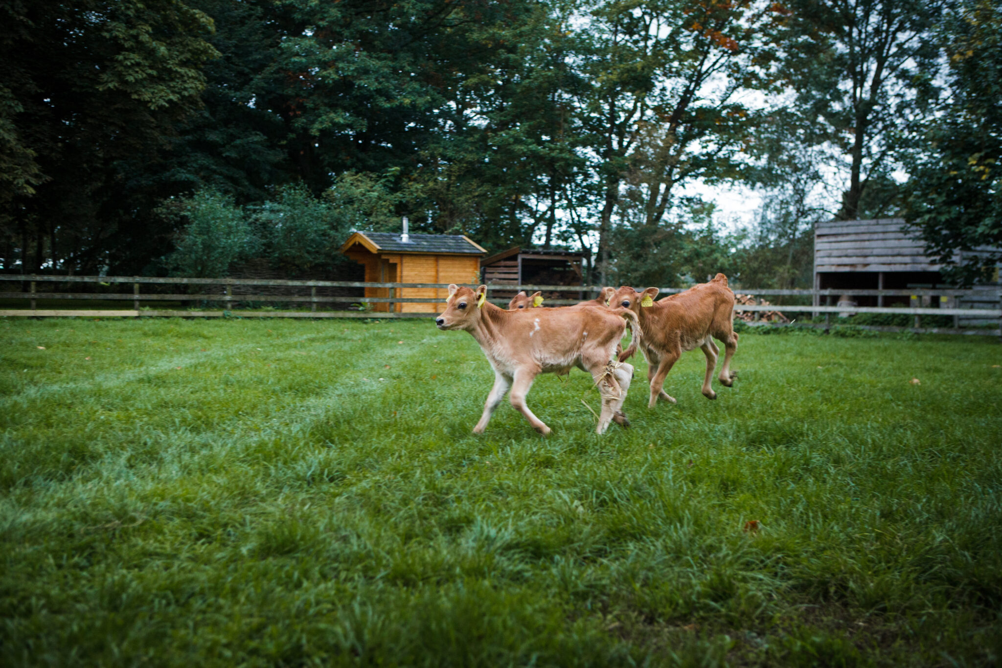 Voedselmakers Remeker kaas van Peter uit Lunteren - Mauritskazerne